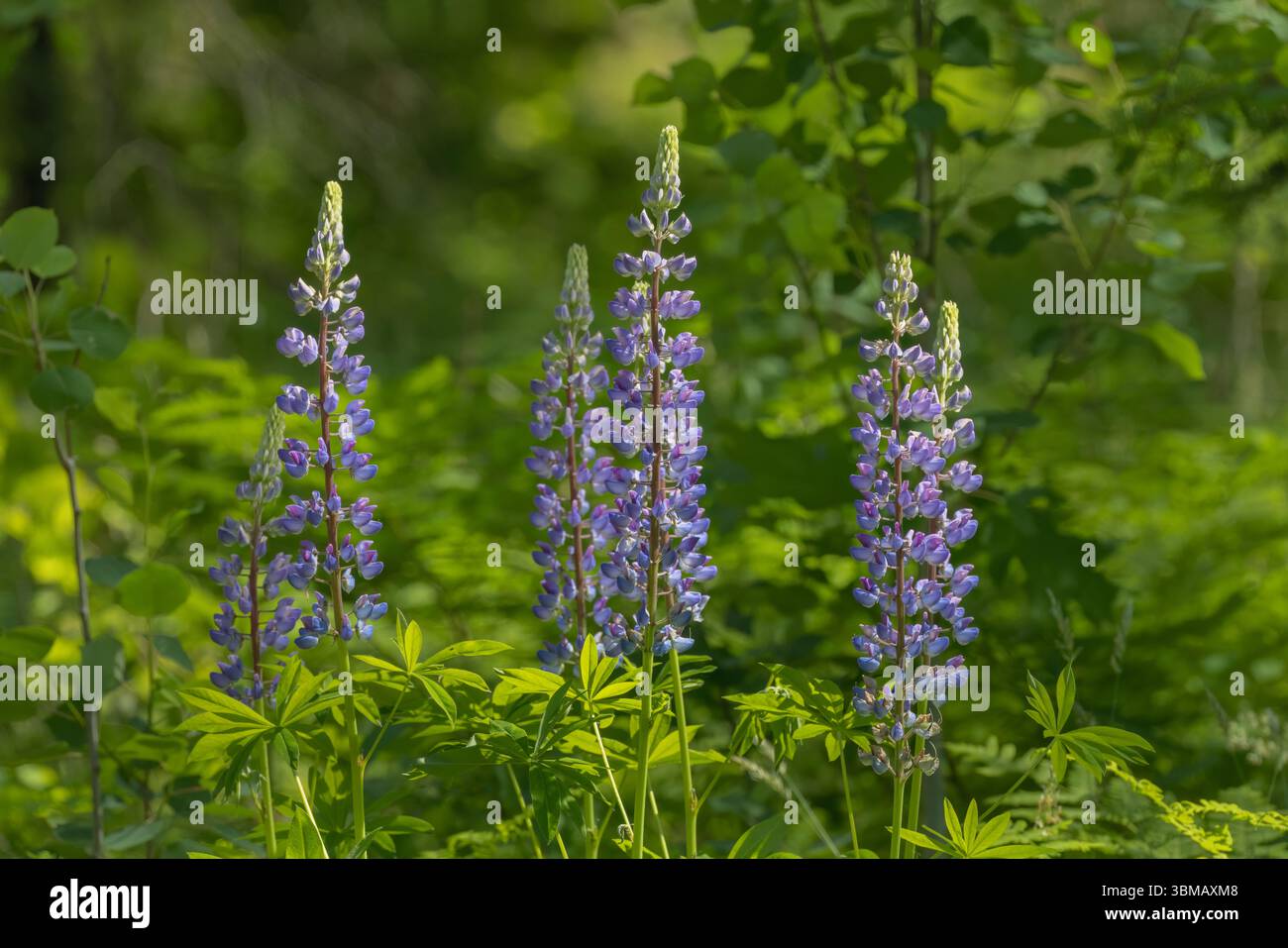 Large-leaved lupine growing in northern Wisconsin Stock Photo - Alamy