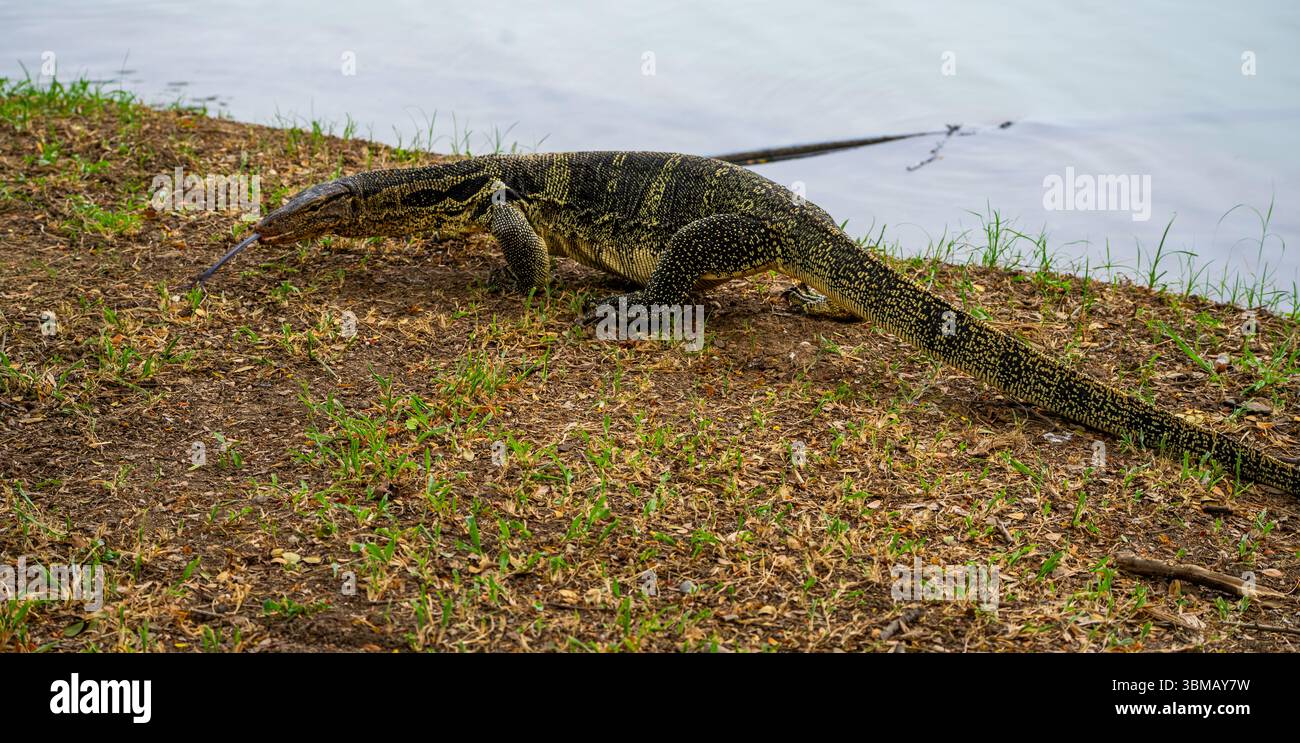 Asian lizard species hi-res stock photography and images - Alamy