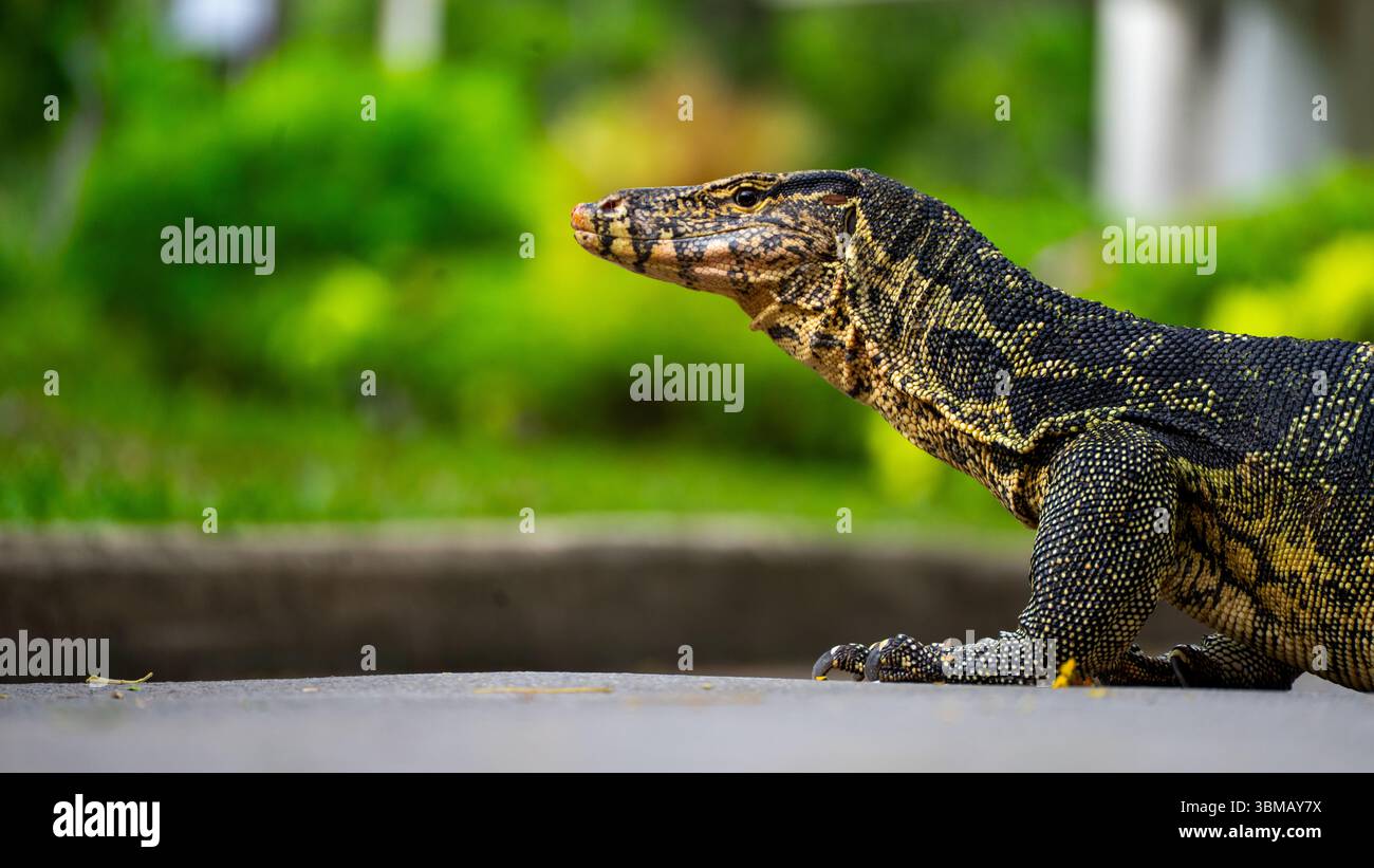 Asian lizard species hi-res stock photography and images - Alamy