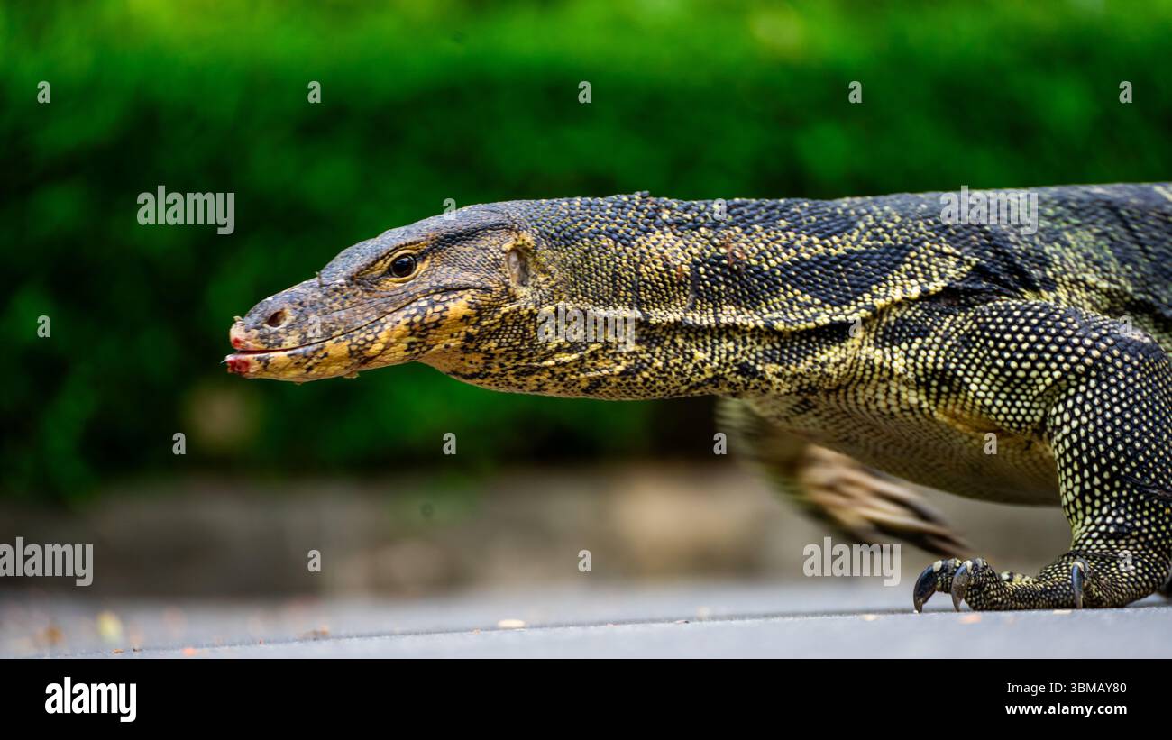 Monitor Lizard in Bangkok Stock Photo - Alamy