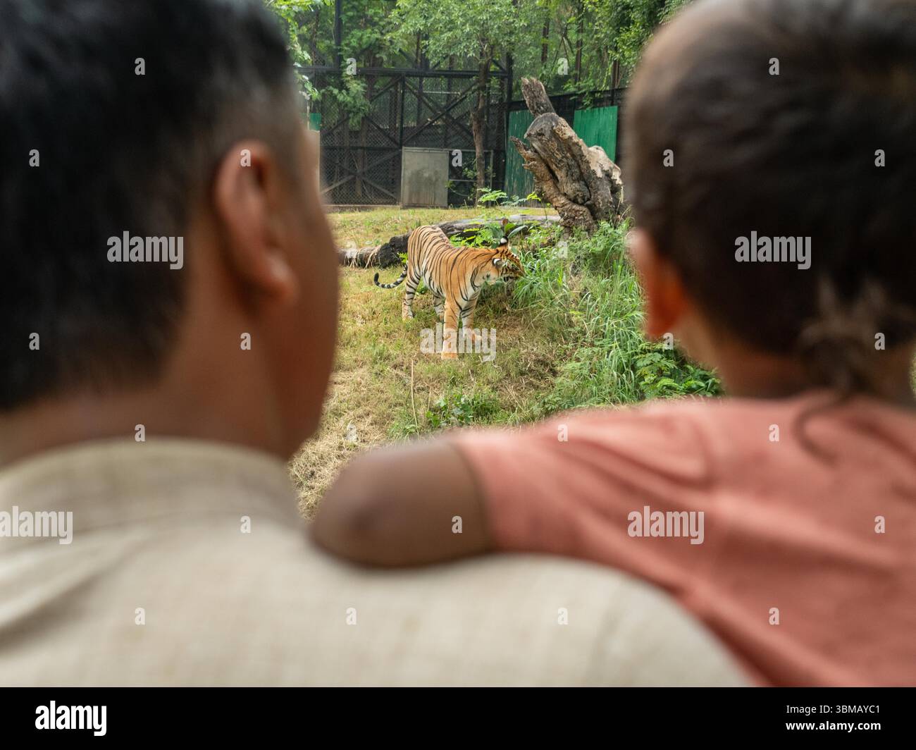 July 24, 2025, Delhi, Delhi, India: A FATHER AND CHILD observe a BENGAL ...