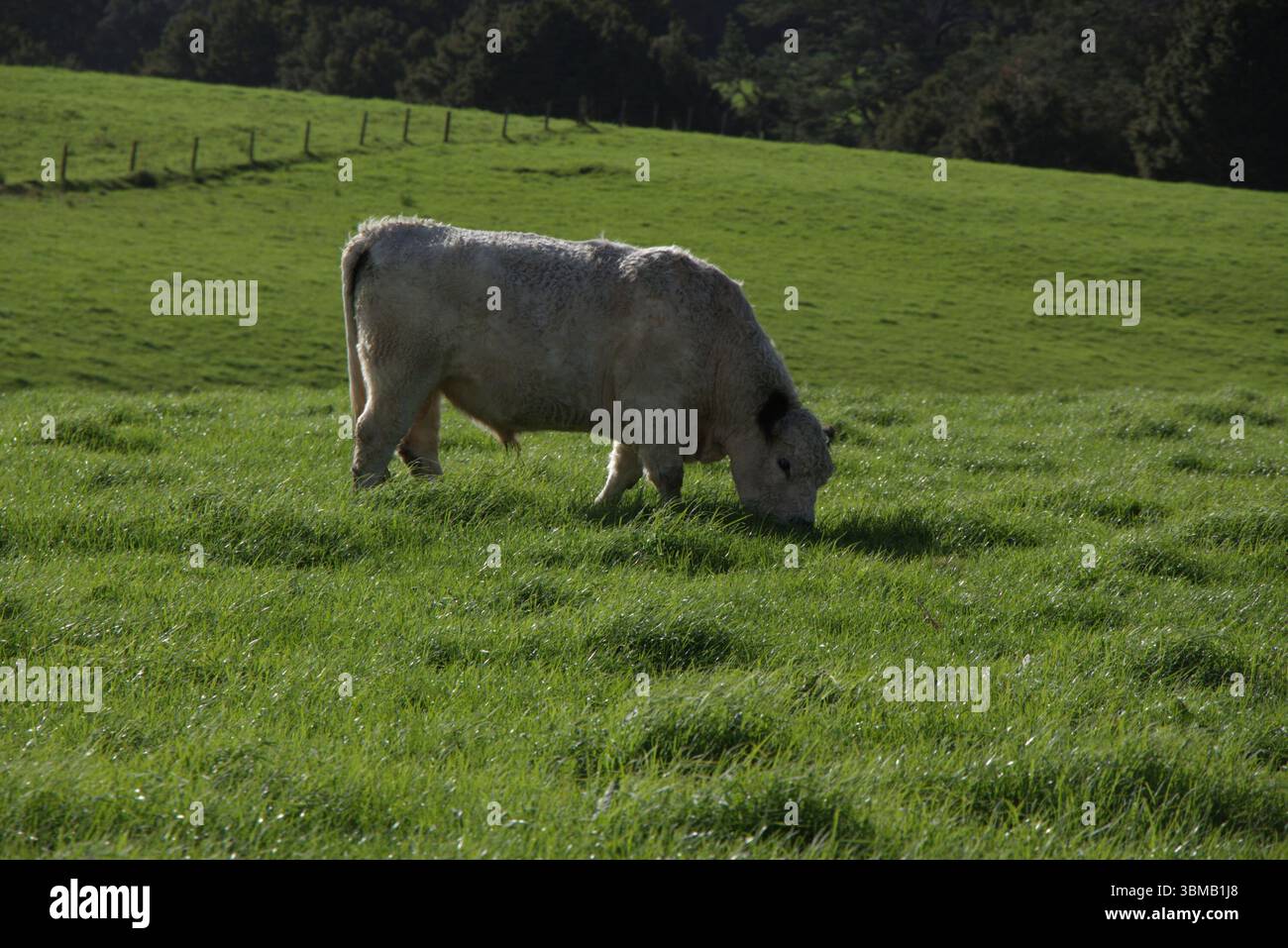 White bull in a green grass paddock, on a winters day, in Taipuha ...