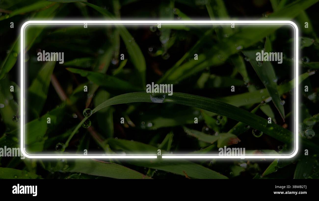 Dark dew drops on grass background. Neon light and rectangle shape ...