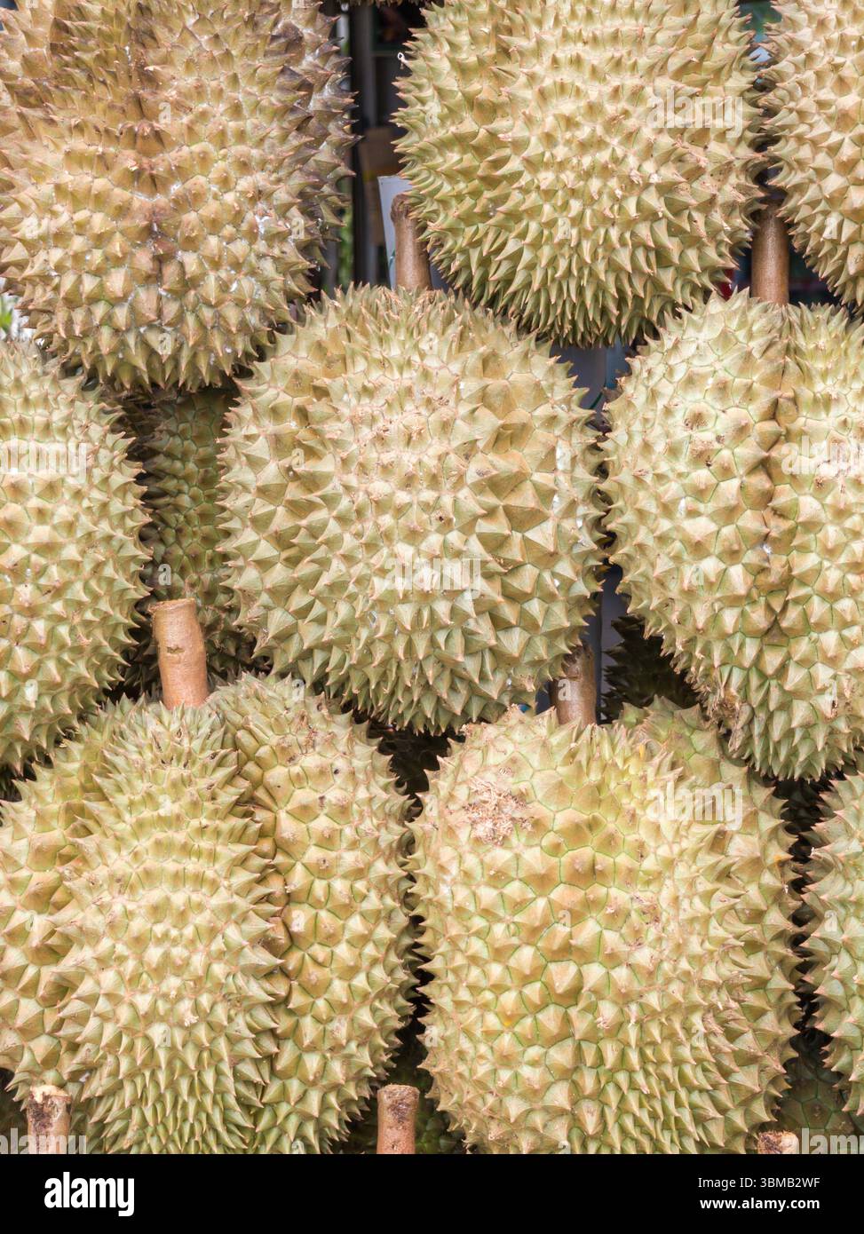 Close-up of durian or Durio zibethinus pile. Popular Southeast Asia ...