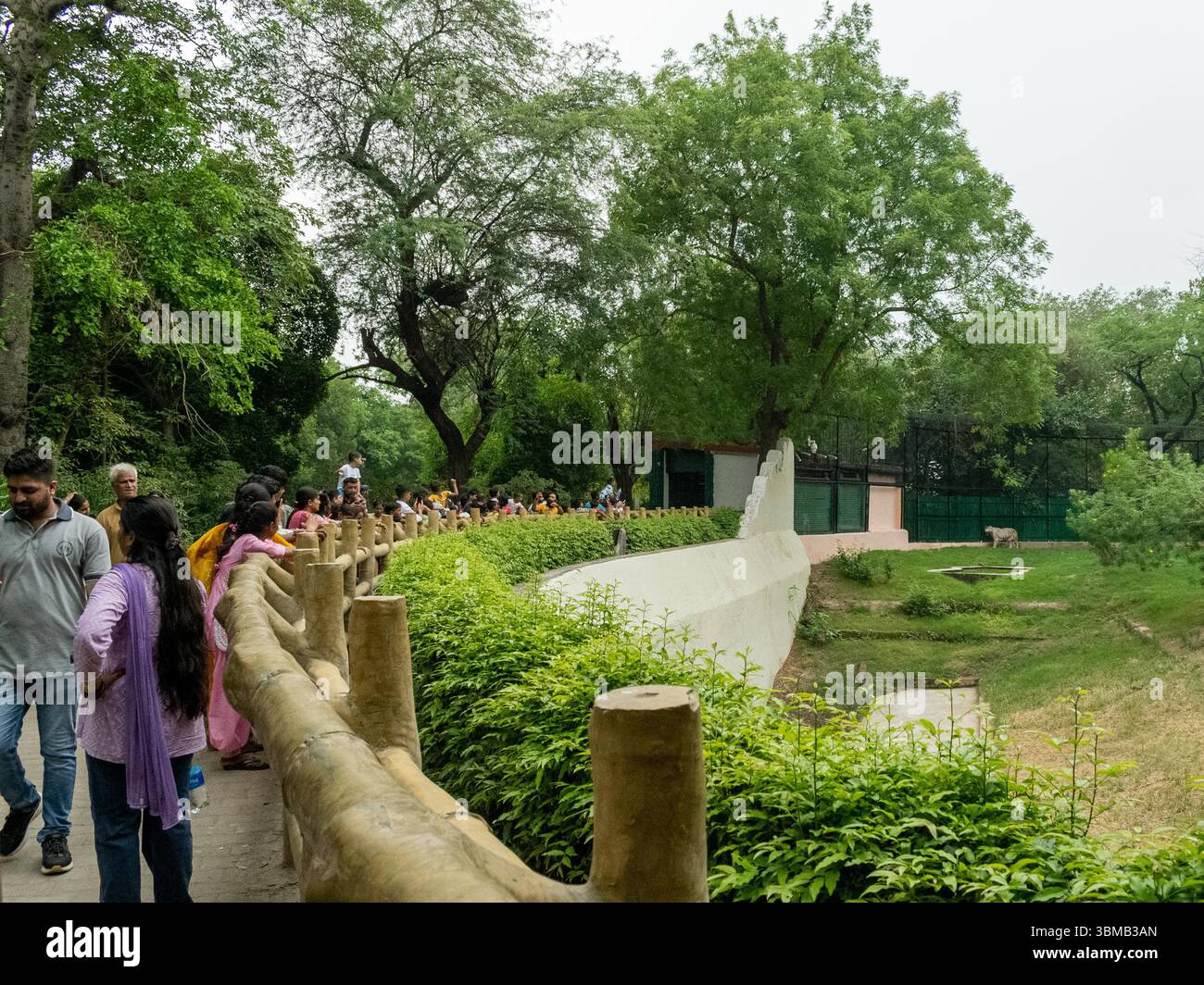 Tiger pacing in enclosure hi-res stock photography and images - Alamy