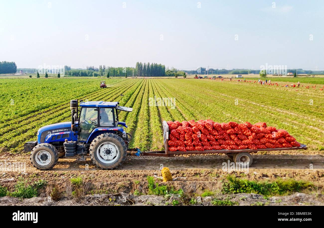 Workers gather potatoes in the field in Qingdao in east China's ...