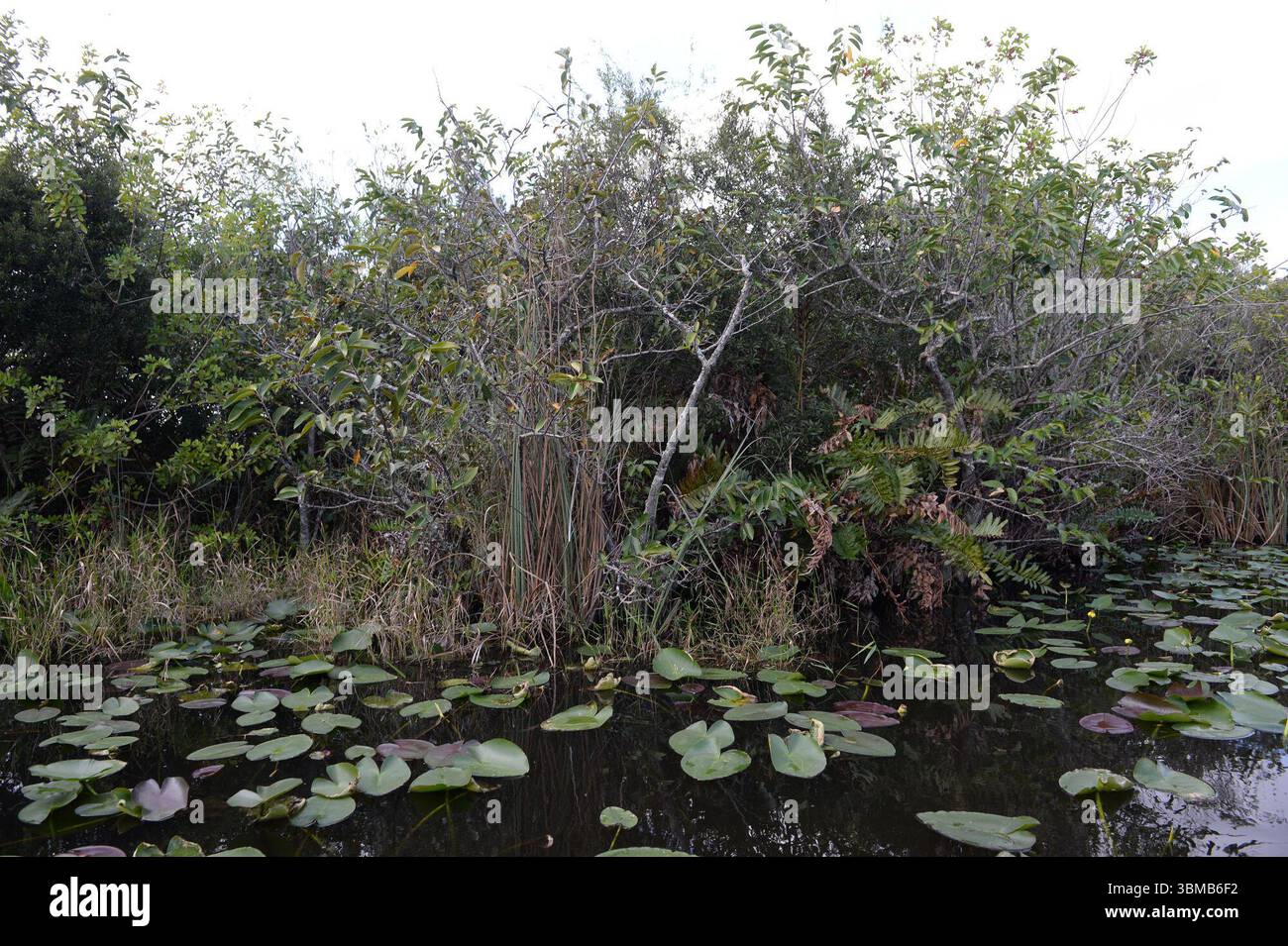 MIAMI, FL - JUNE 03: Everglades Safari Park on 2016 in Weston, Florida ...