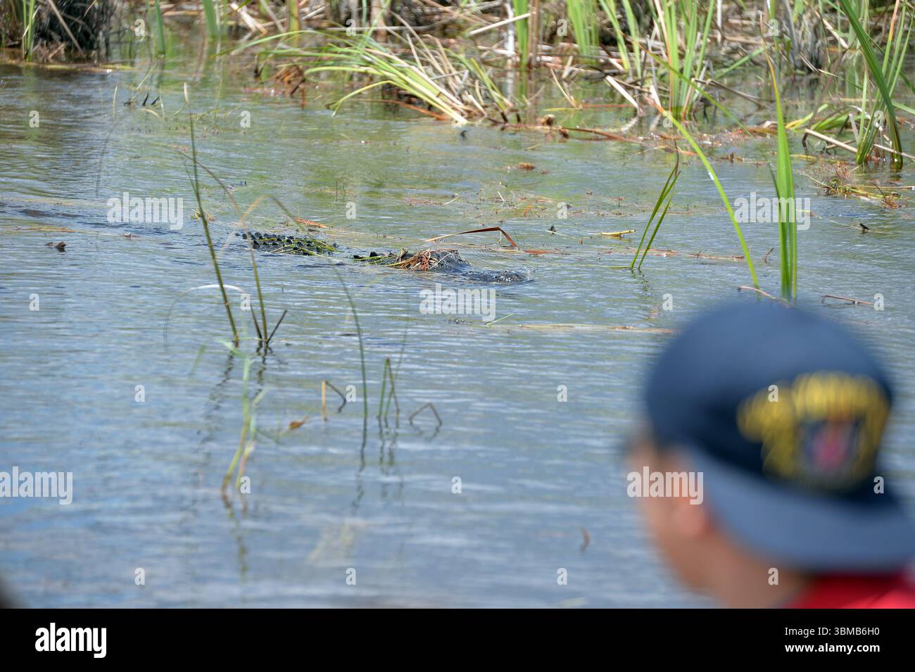 WESTIN, FL - JUNE 03: Florida Alligators Still a major attraction in ...