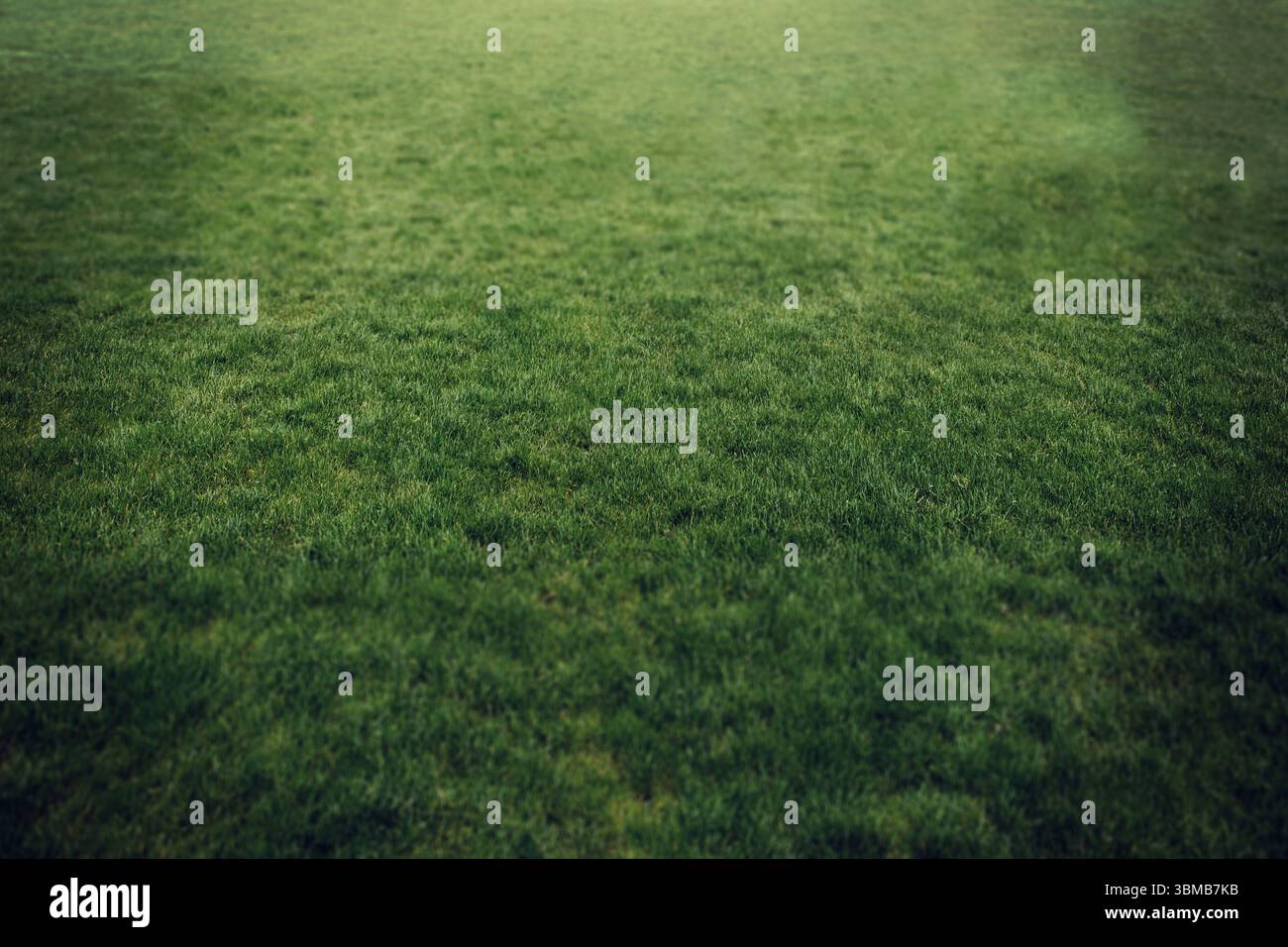Lush green grass field is showing faint mowing patterns in flat design ...