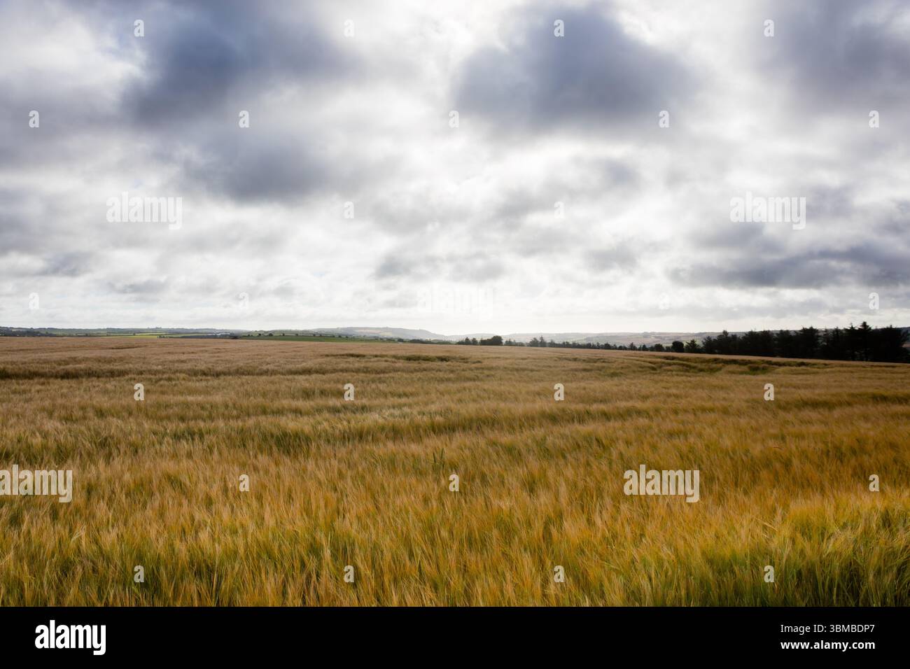 Golden wheat field is stretching across open plain under overcast sky ...