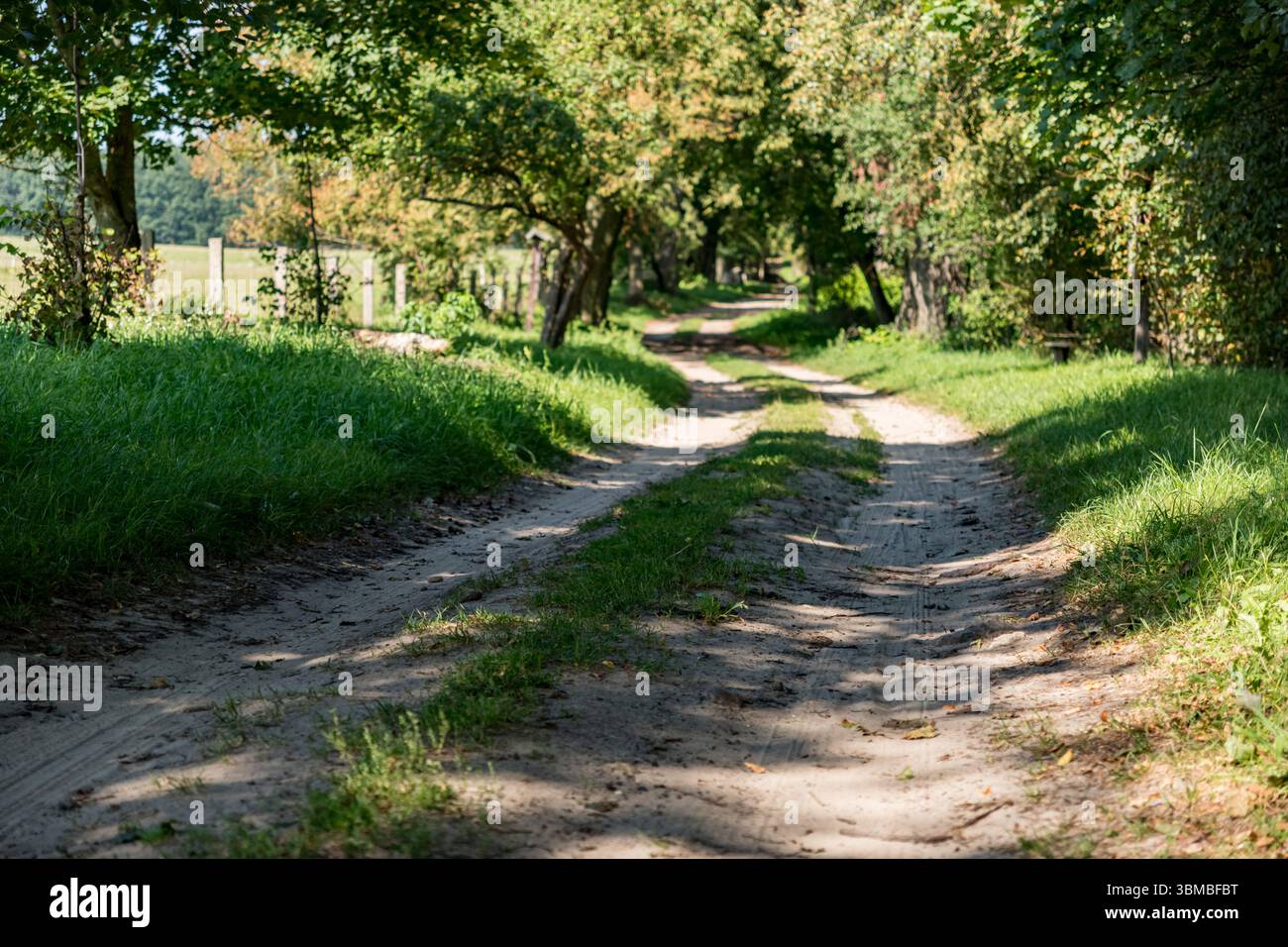 Landscape of a sandy road between old oak trees Stock Photo - Alamy