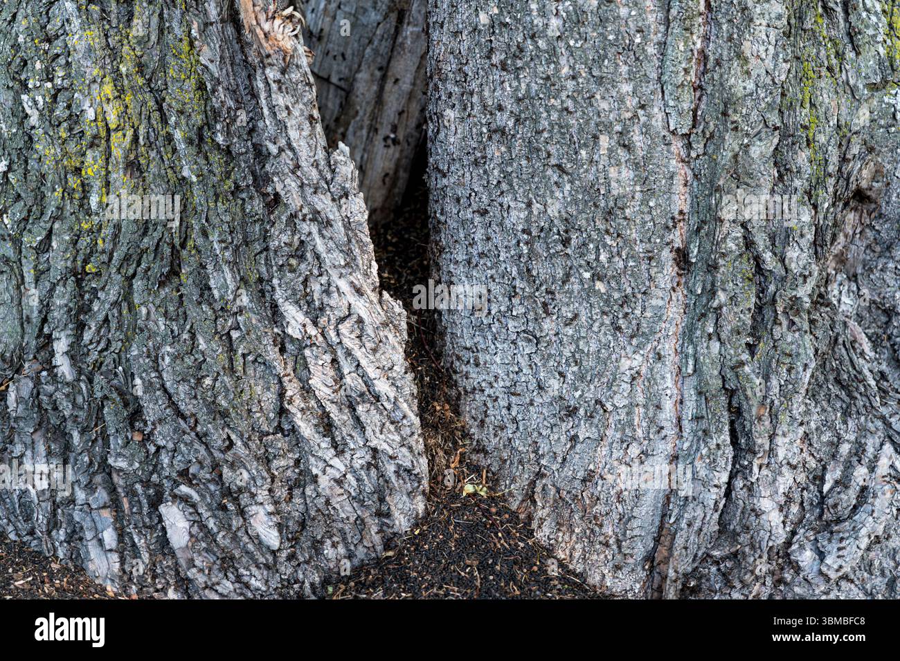 Close-up of the trunk of an old oak tree with an anthill of black ants ...