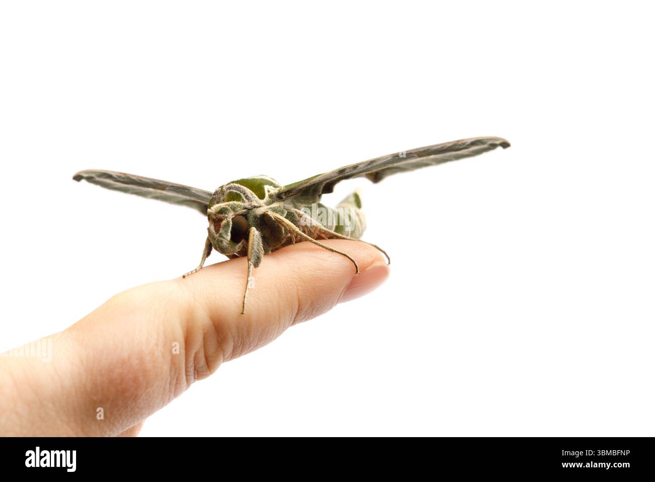 Butterfly Daphnis nerii or Army Green Moth sitting on human finger ...