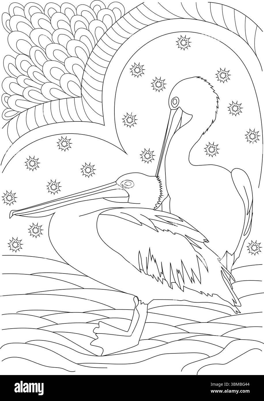 Detailed black and white line art illustration featuring two pelicans ...