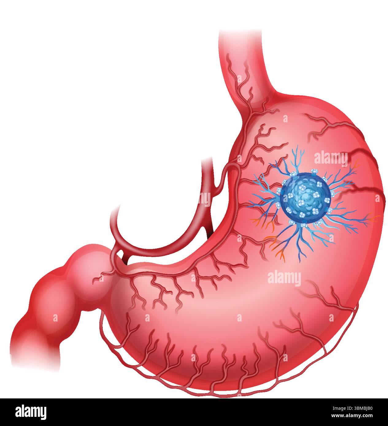 Vector illustration highlighting human stomach anatomy with detailed ...