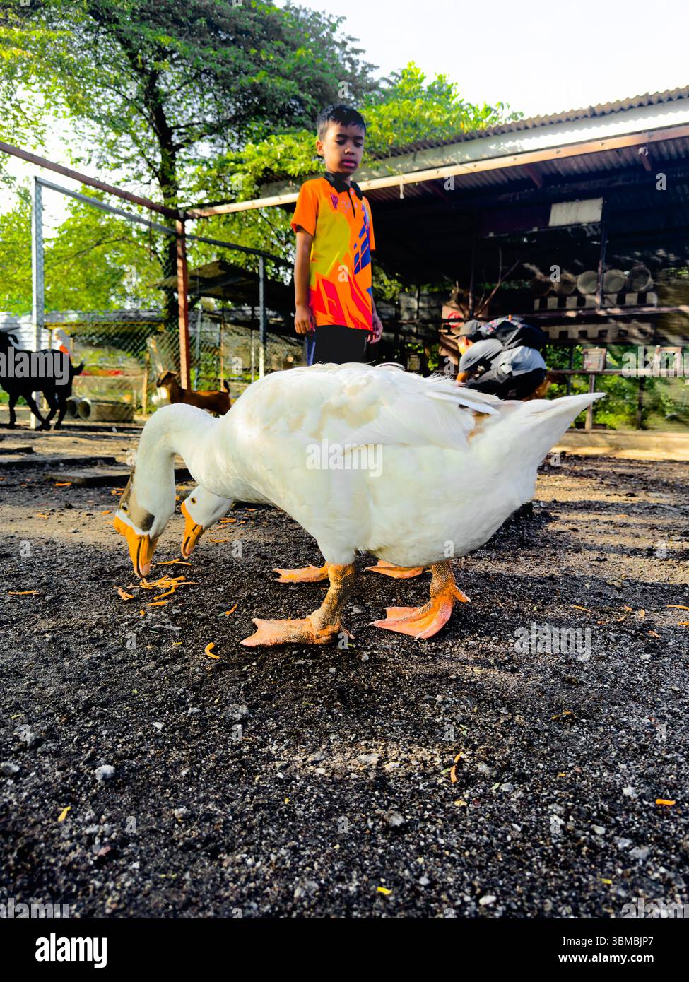 Domestic geese grazing on smartphone stock photos and images - Alamy