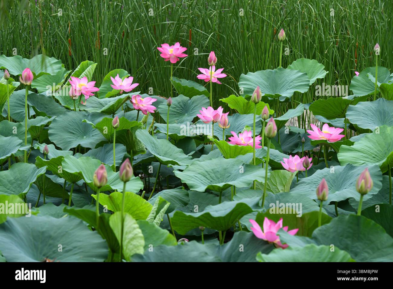 Lotus flowers bloom at a park in Yuncheng City, north China's Shanxi ...