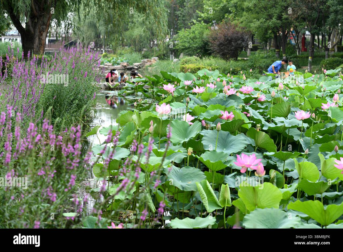 Lotus flowers bloom at a park in Yuncheng City, north China's Shanxi ...
