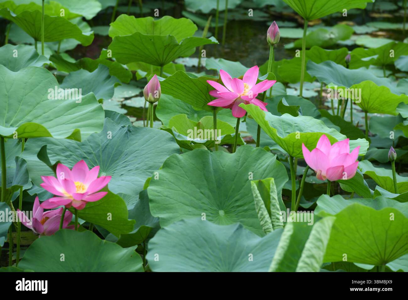 Lotus flowers bloom at a park in Yuncheng City, north China's Shanxi ...