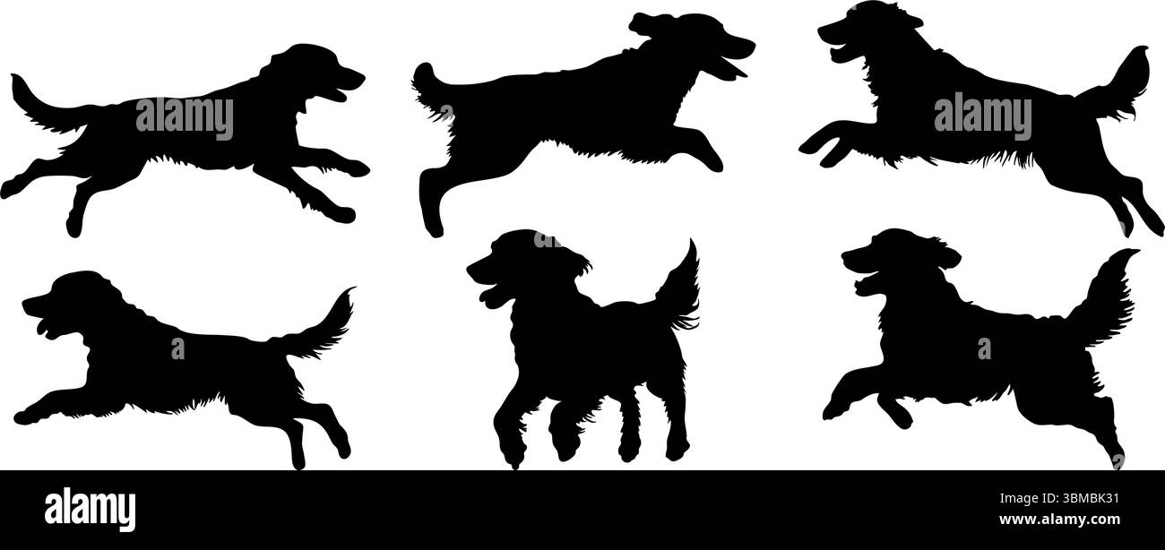 Golden retriever in different poses. Jumping, running, playing. Dog ...