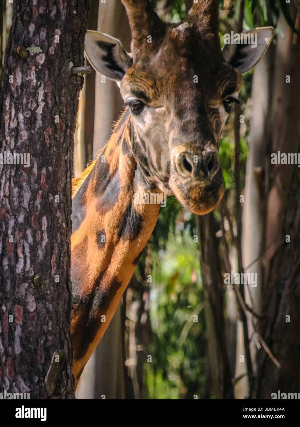 Curious Giraffe Peeking Through Trees – Wildlife Close-up Stock Photo ...