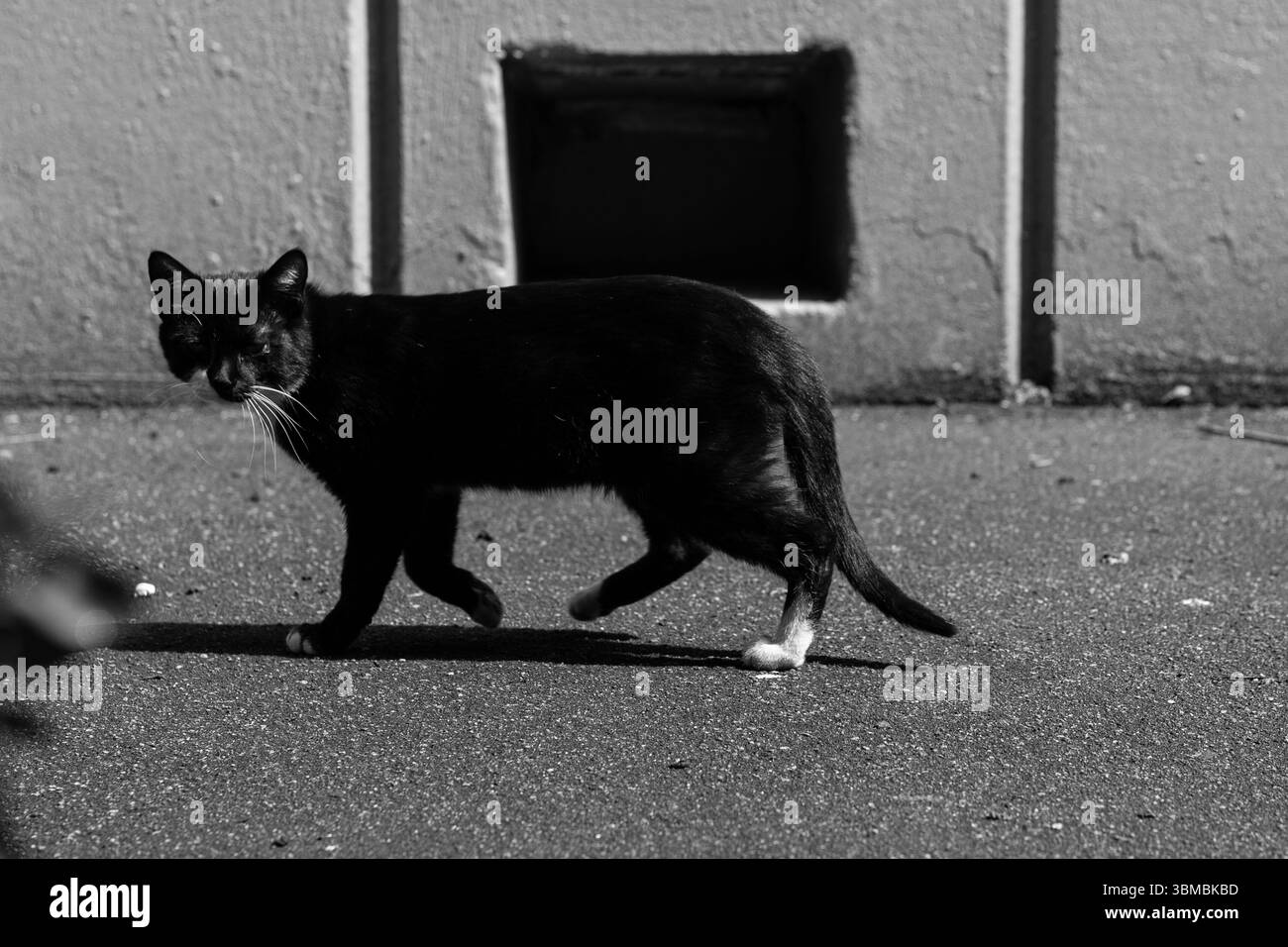 Tuxedo street cat glancing back in urban alley, black and white Stock ...