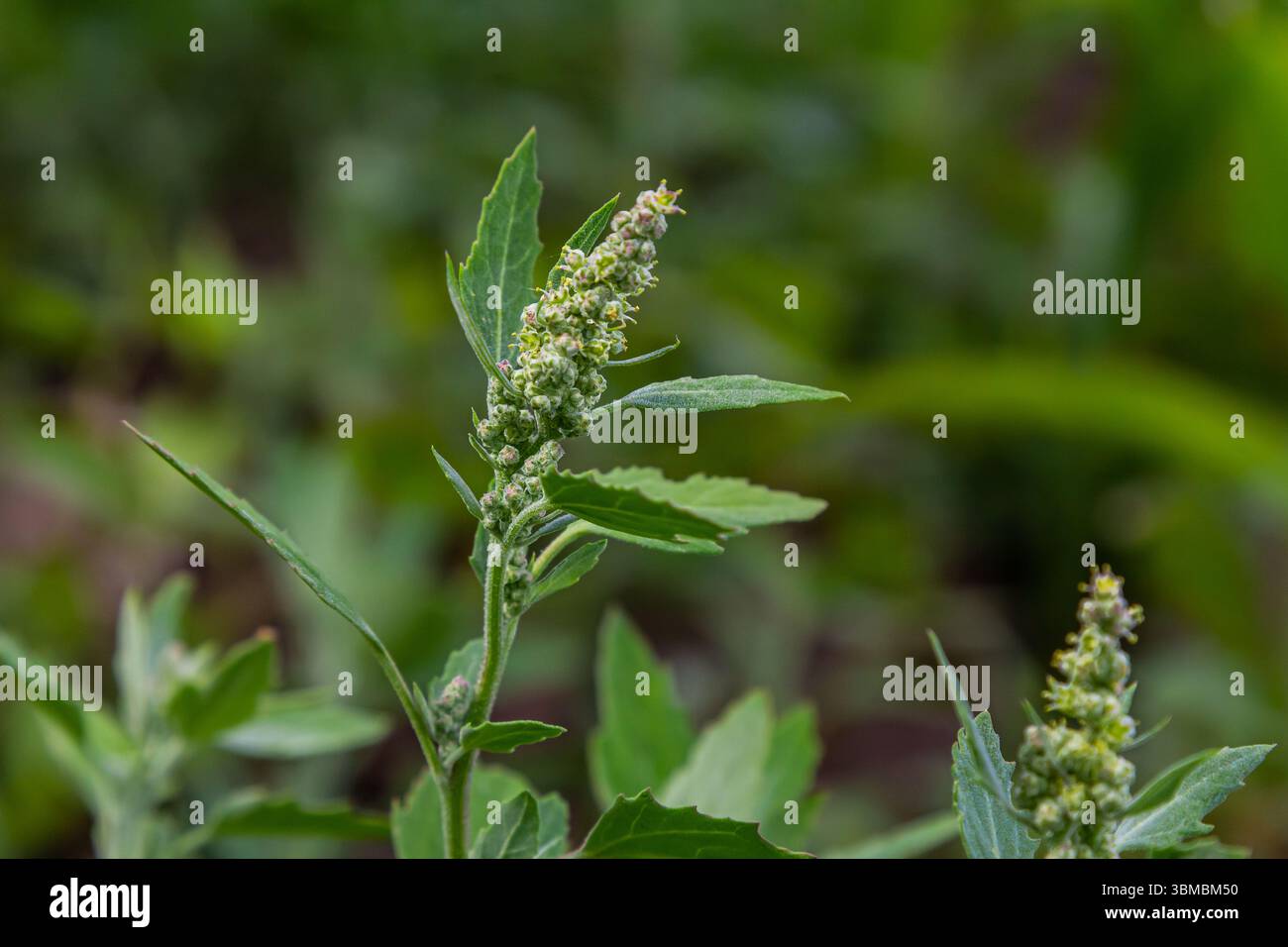 Chenopodium album, edible plant, common names include lamb's quarters ...