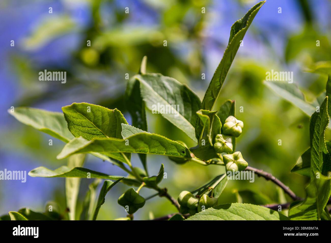 Flowering European spindle tree, Euonymus europaeus, flowering plant ...