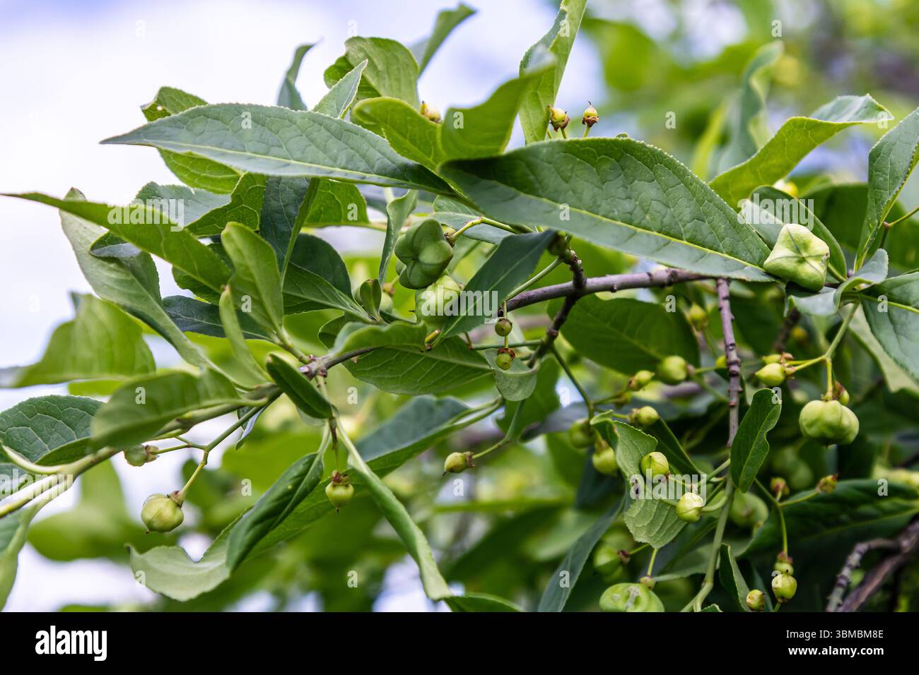 Flowering European spindle tree, Euonymus europaeus, flowering plant ...
