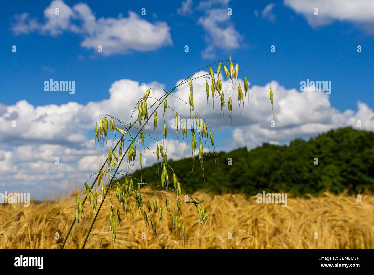 Fatua oatmeal. Stem, leaf and hanging ears of wild oats. Grasses Stock ...