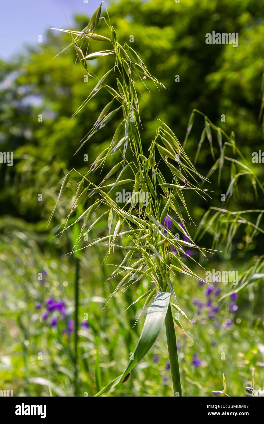 Fatua oatmeal. Stem, leaf and hanging ears of wild oats. Grasses Stock ...