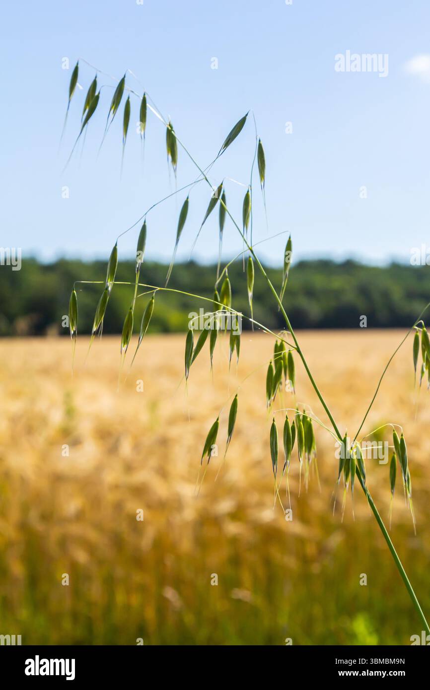 Fatua oatmeal. Stem, leaf and hanging ears of wild oats. Grasses Stock ...