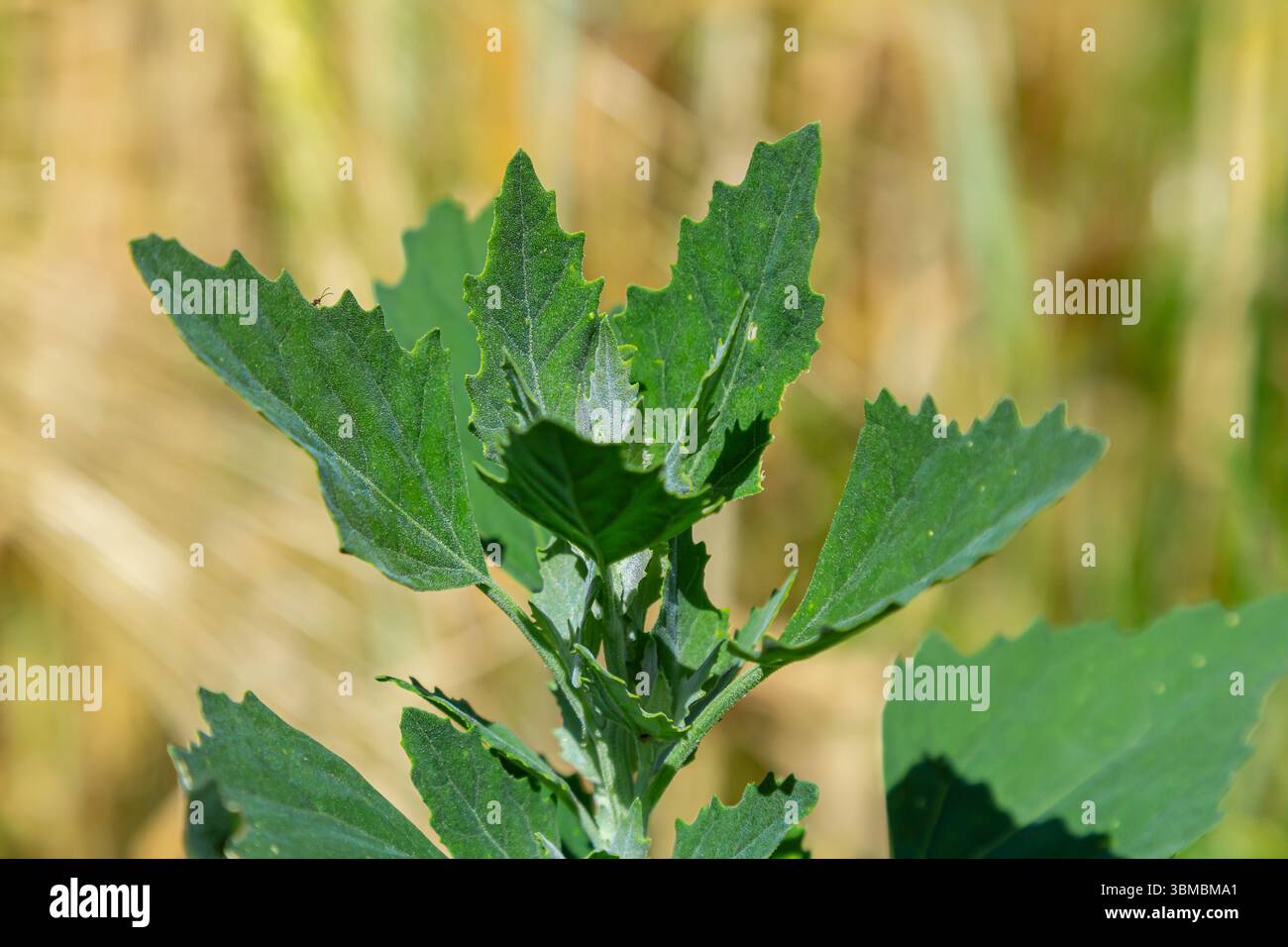 Chenopodium album, edible plant, common names include lamb's quarters ...