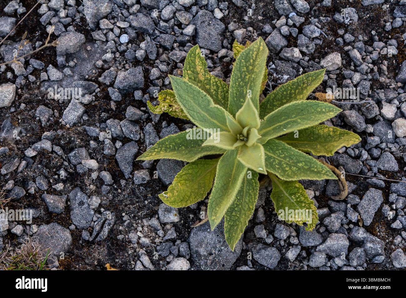 A hairy mullein plant. Latin name Verbascum thapsus. Close-up of fresh ...