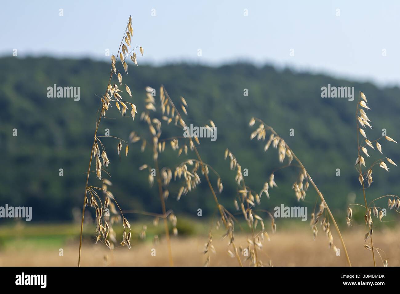Fatua oatmeal. Stem, leaf and hanging ears of wild oats. Grasses Stock ...
