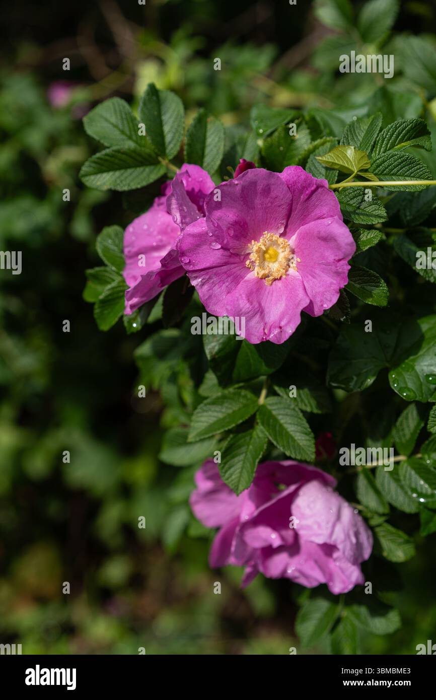 Wild rugosa rose bush with magenta single blooms and rain kissed ...