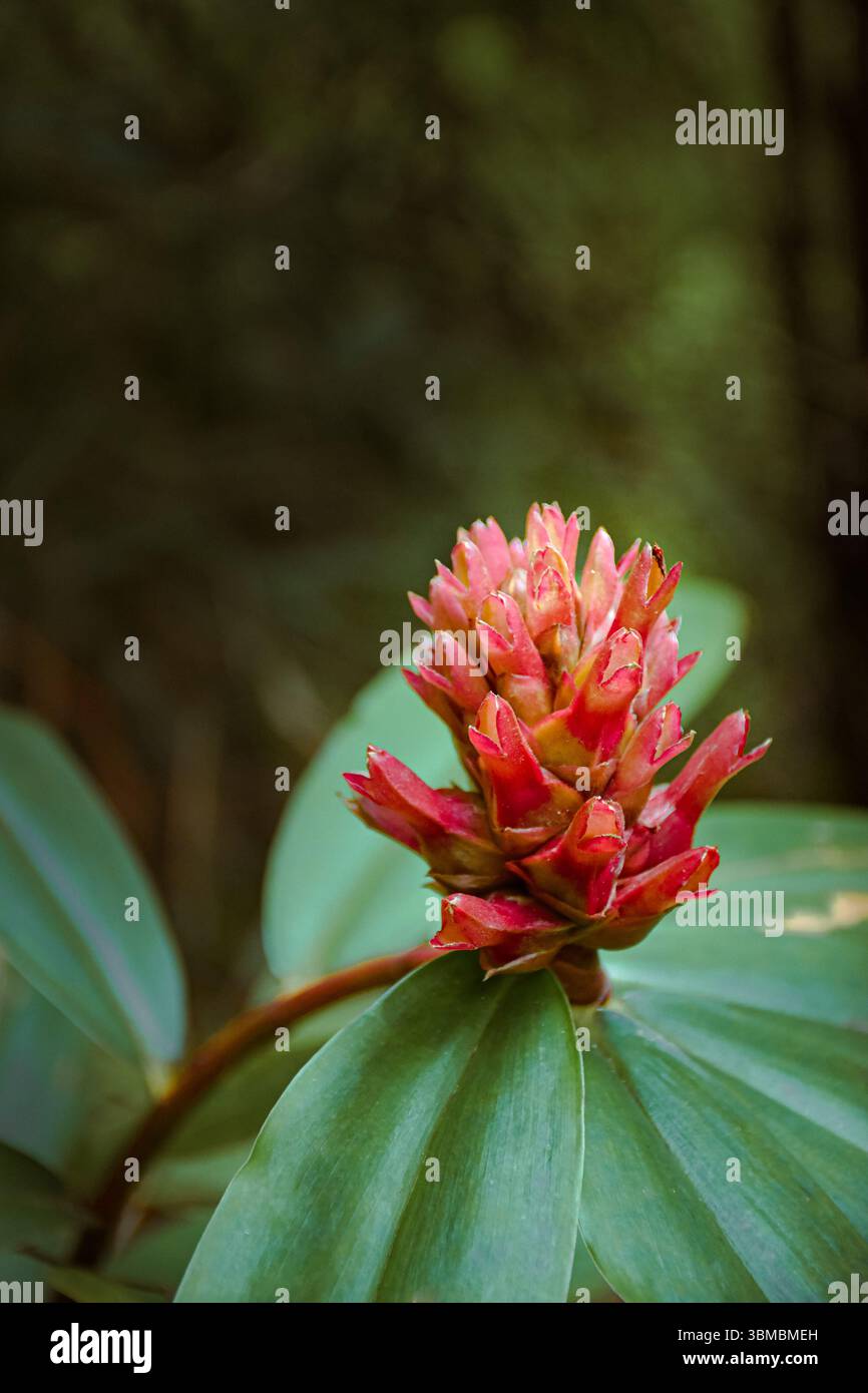 close up shot of red flower, Guzmania Bromeliad against green ...