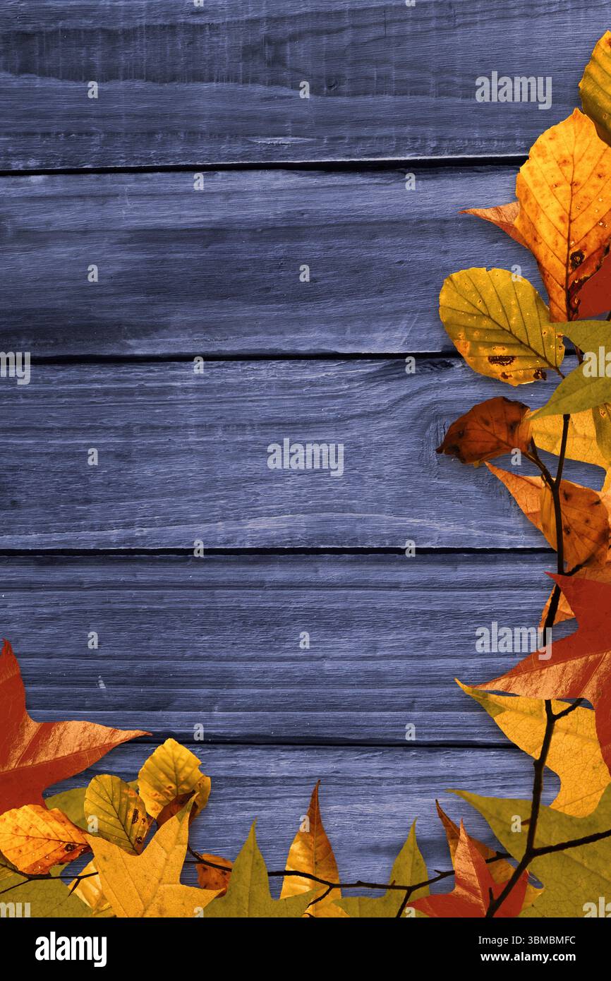 Autumn leaves and twigs are forming border on weathered blue wood ...