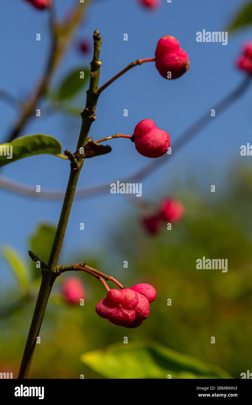 European Spindle Euonymus europaea in park. Red Cascade An autumnal ...
