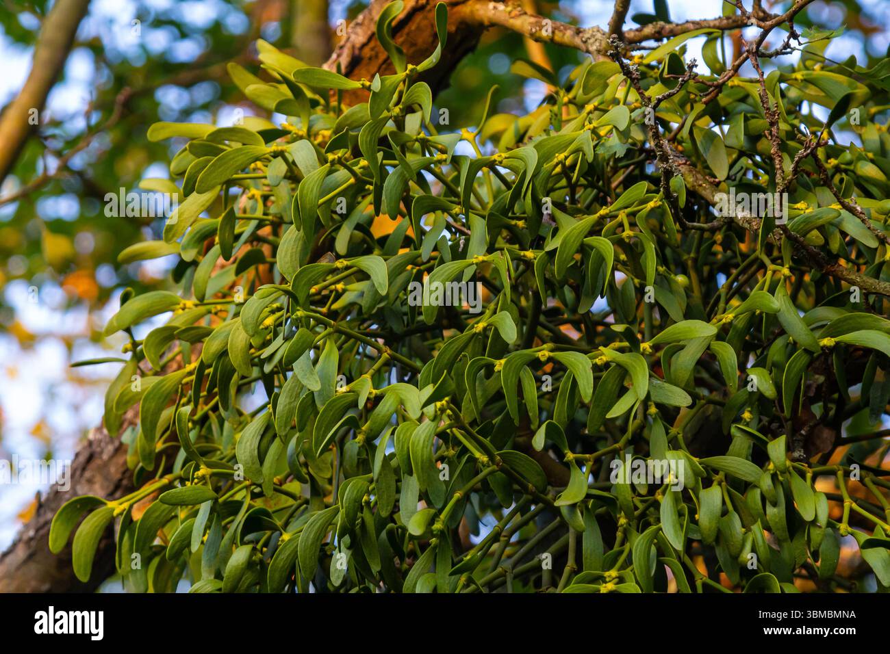 green branches of white mistletoe close-up, Viscum album, Santalaceae ...