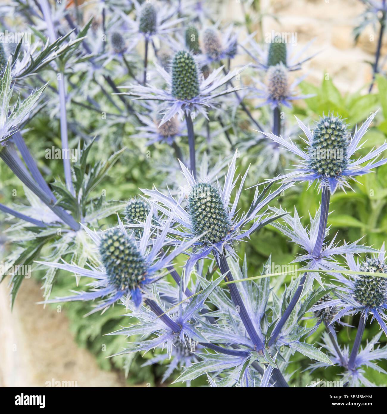 A prickly splash of true blue vibrant colours with this Eryngium. It is ...