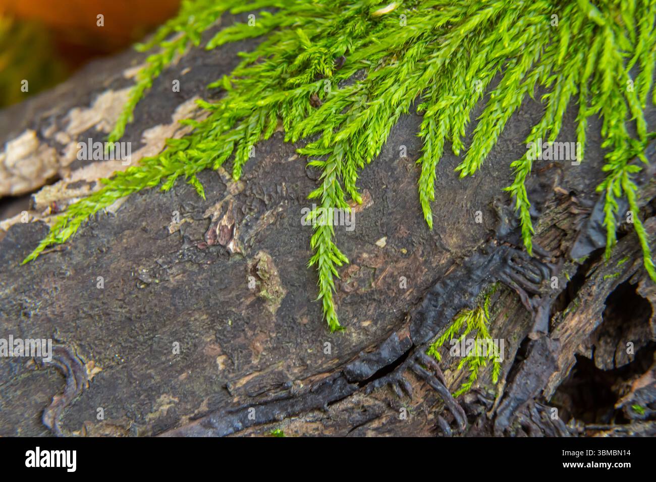 Old moss leaf covered hi-res stock photography and images - Alamy