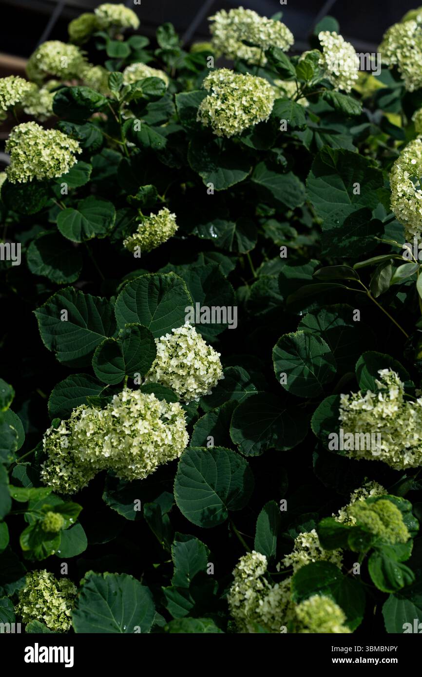 Smooth Hydrangea Annabelle With Creamy Snowball Blossoms Stock Photo ...