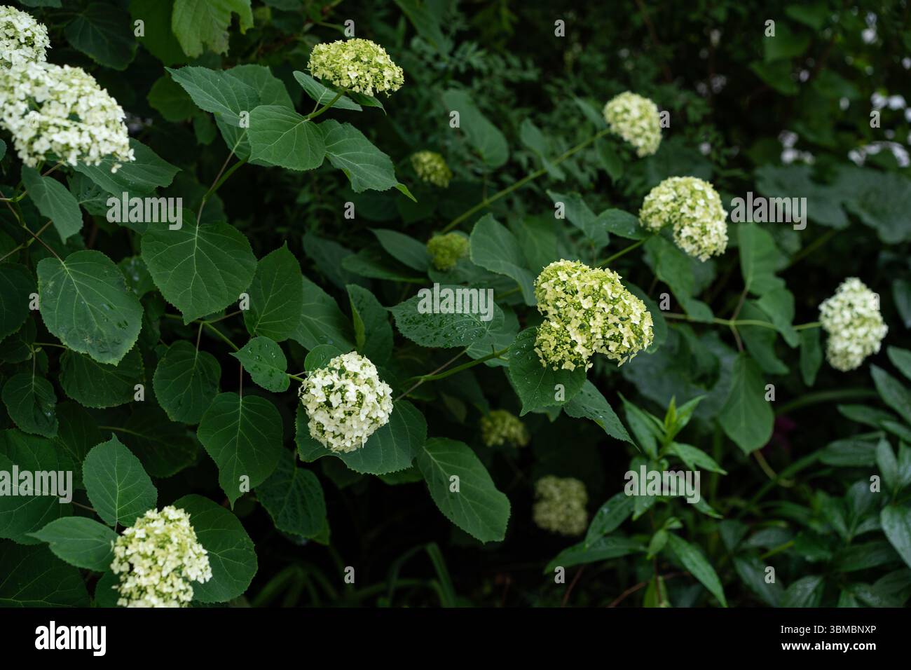 Hydrangea arborescens Annabelle shrubs with pale lime flower heads in ...