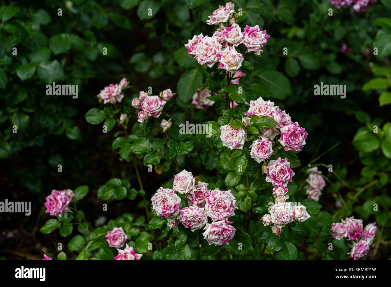Hybrid tea rose after rain hi-res stock photography and images - Alamy