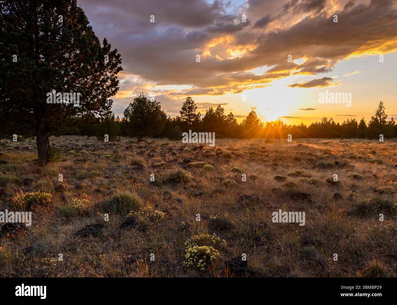 A breathtaking sunset casts warm hues over a grassy field adorned with ...