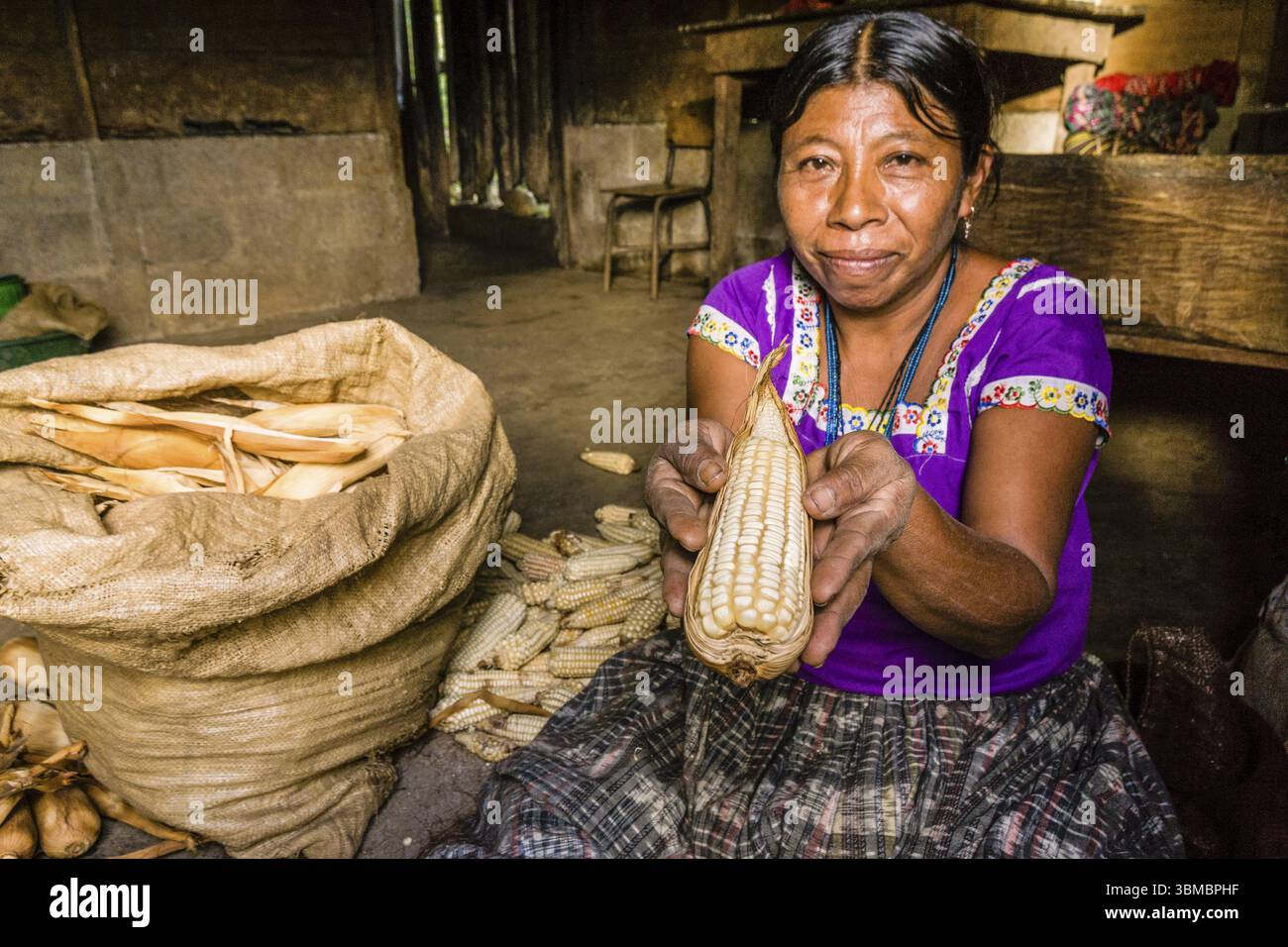 Quiche woman drying corn cobs, Sanuch village, Lancetillo, La Parroquia ...