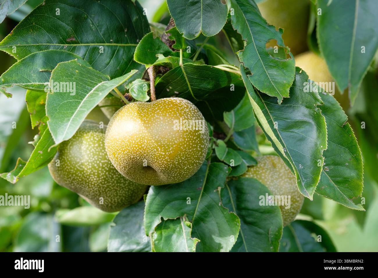 Pyrus pyrifolia Asian pear, Chinese pear, ripe fruit on the tree Stock ...