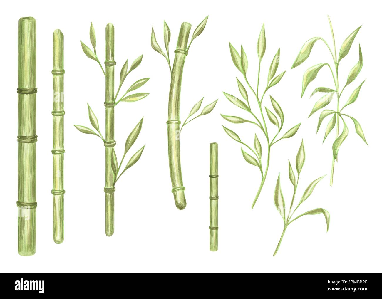 Green bamboo stems with leaves set of isolated watercolor illustration ...