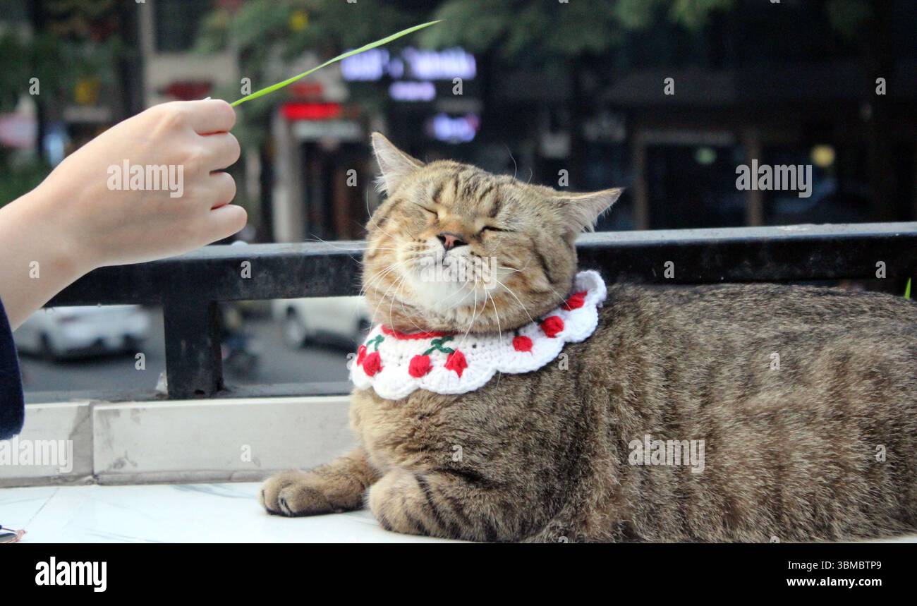 A chubby tabby cat wearing a cute white and red strawberry collar ...